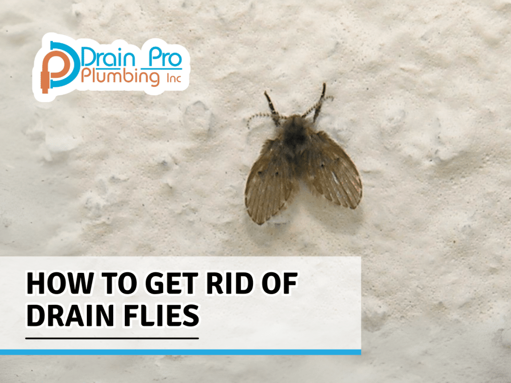 How to Get Rid of Drain Flies? 6 Easy Steps - Drain Pro Plumbing