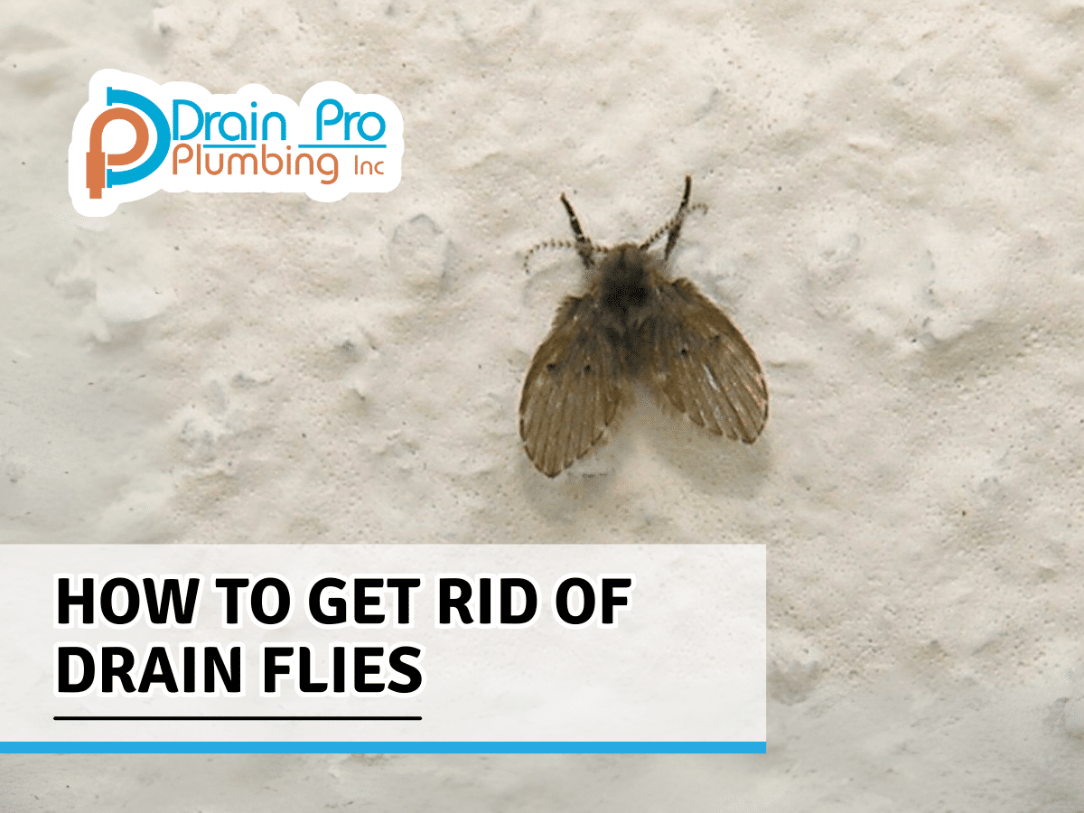 How to Get Rid of Drain Flies? 6 Easy Steps - Drain Pro Plumbing